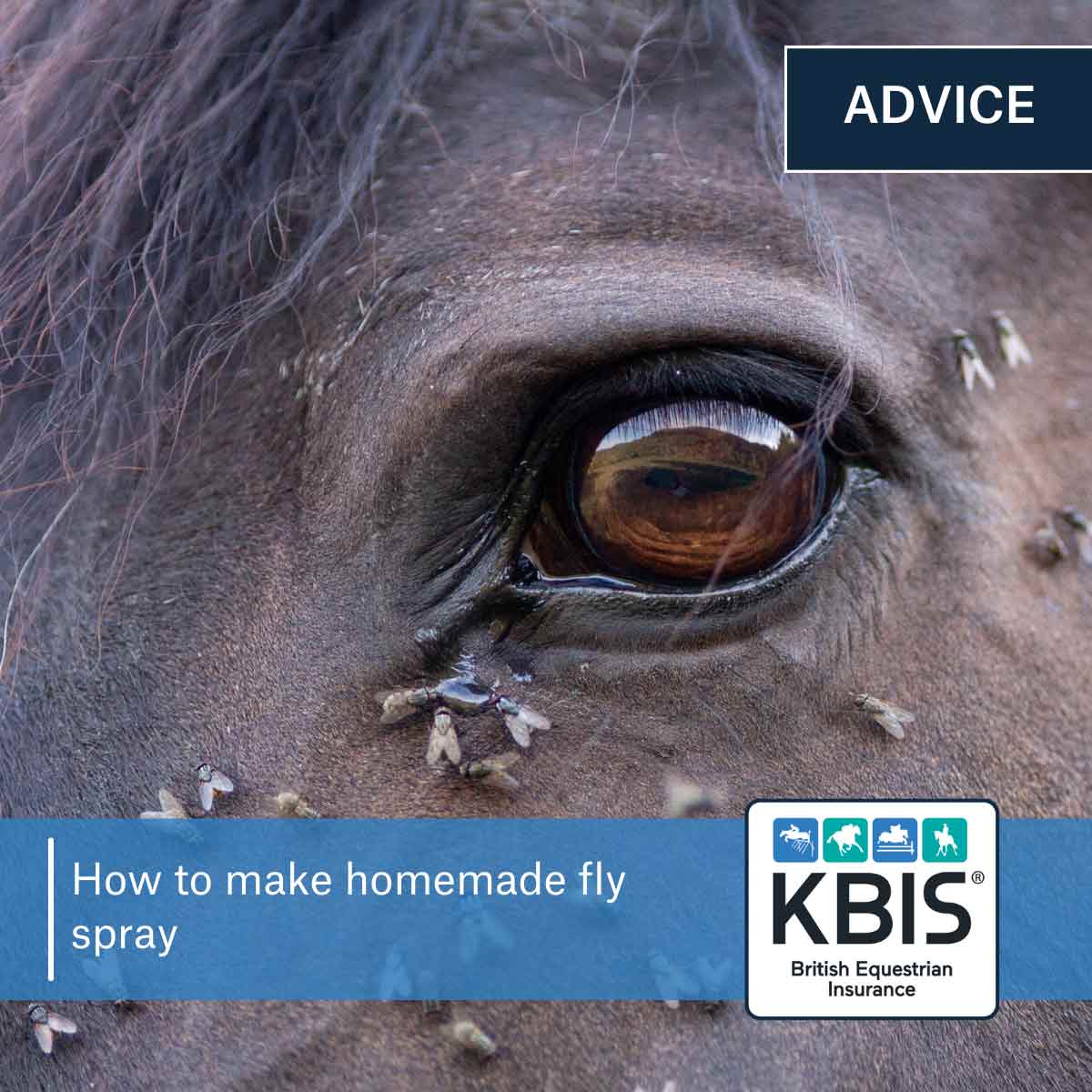 Homemade Fly Spray Recipe with 3 Ingredients | KBIS