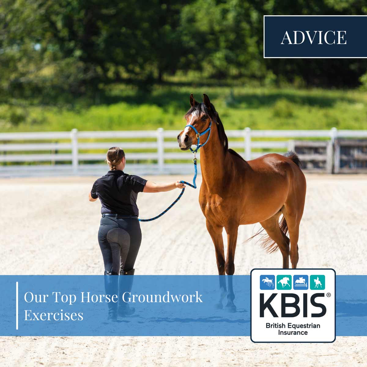 Our Top Horse Groundwork Exercises | KBIS