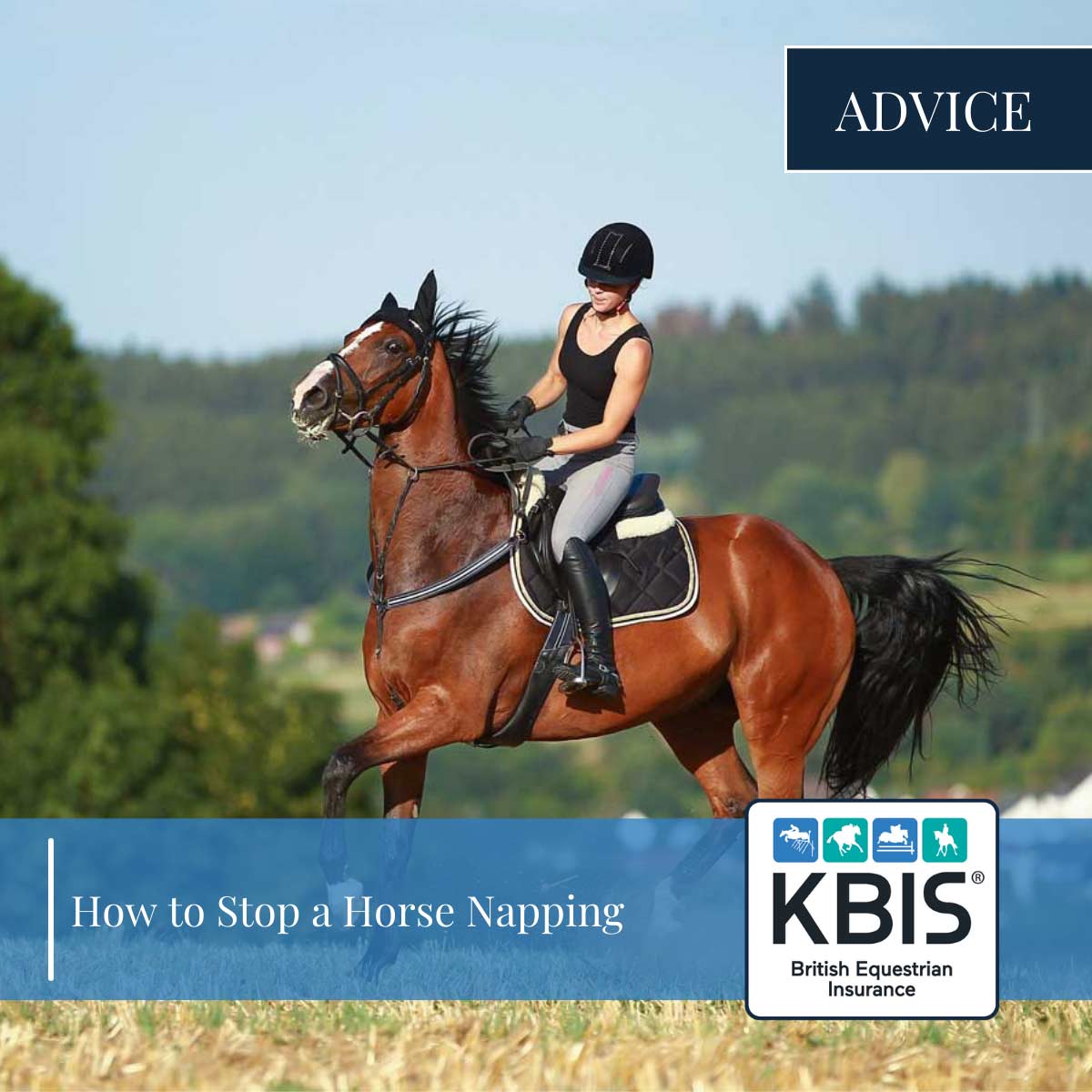 How to Stop a Horse Napping: 7 Steps to Success | KBIS