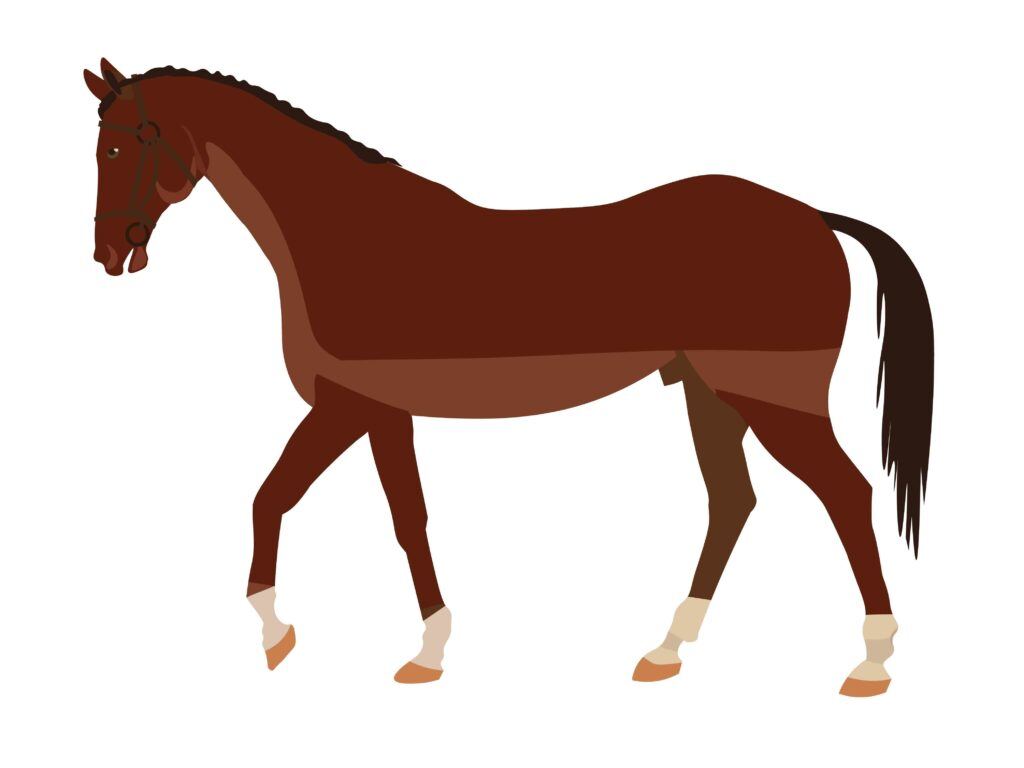 Seven types of horse clips and how to choose | KBIS